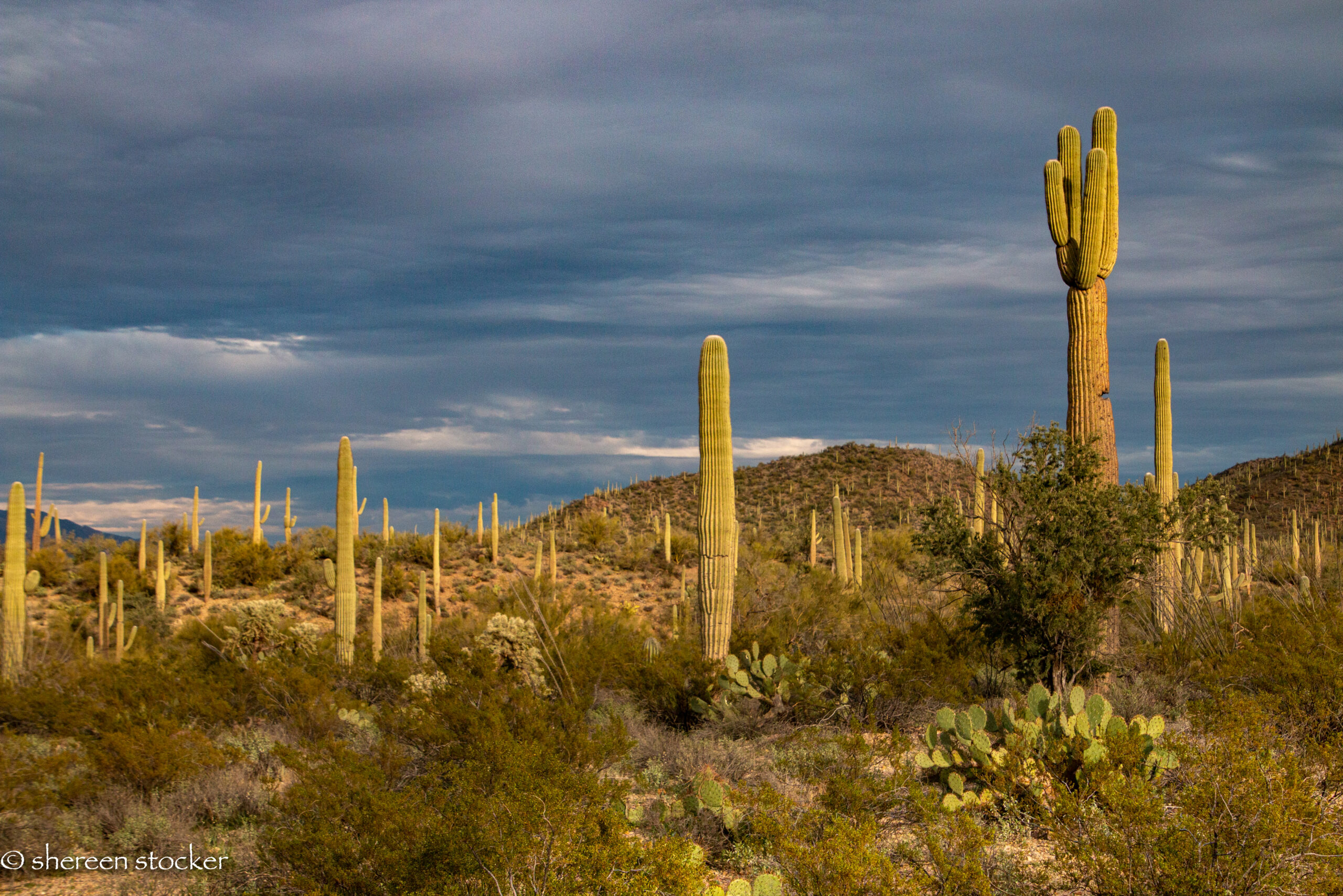 A Day in the Park: Saguaro – shereenphotoadventure